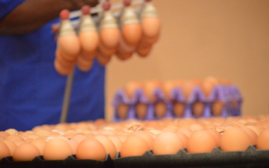 Our Farm | Farm Support Group