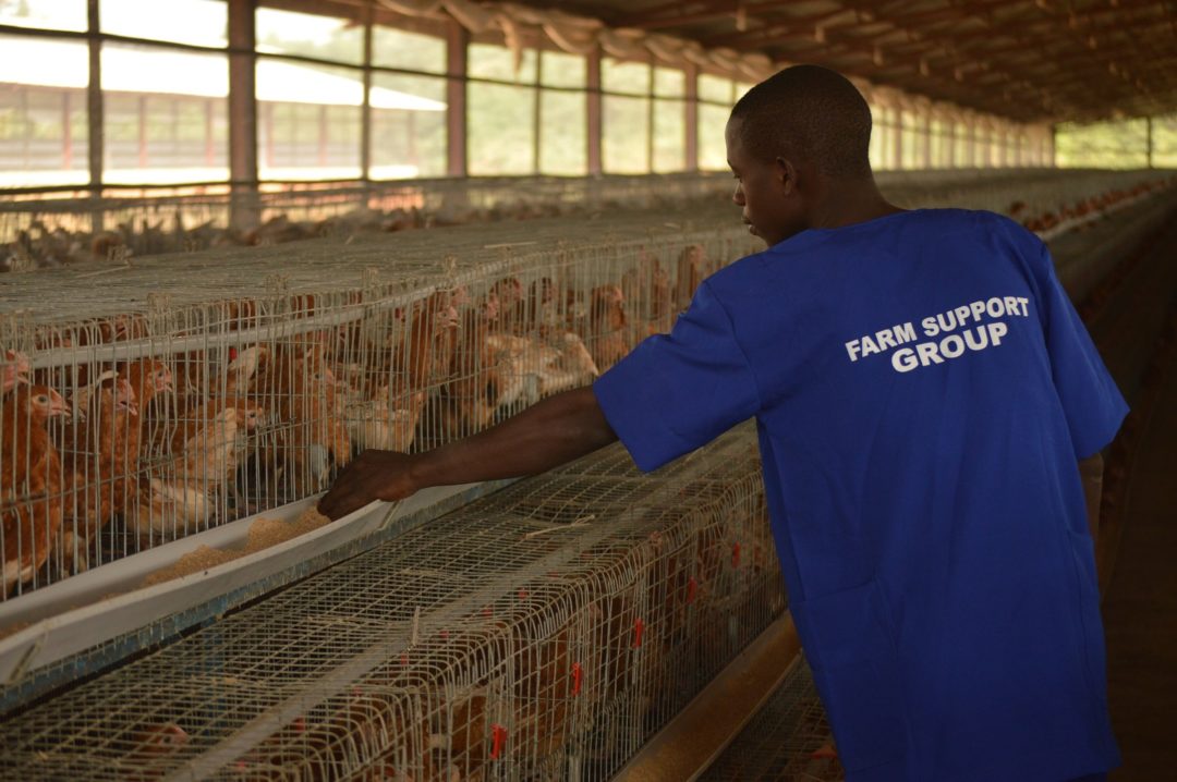 Farm Support Group | Your Complete Poultry Solution